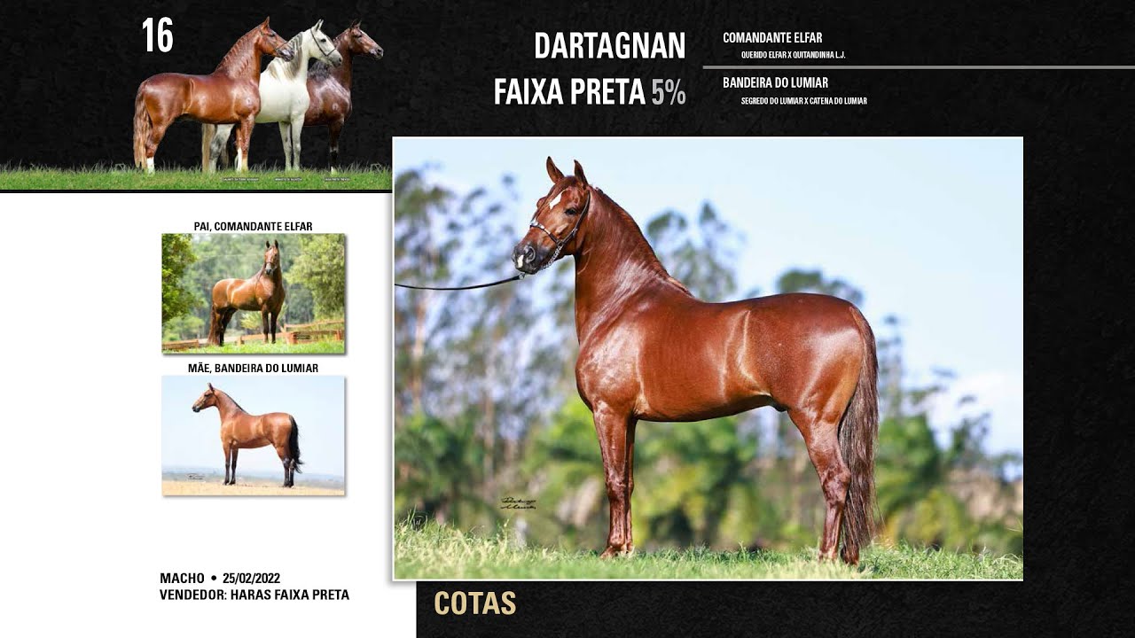 16 Dartagnan Faixa Preta Cota 5% - YouTube