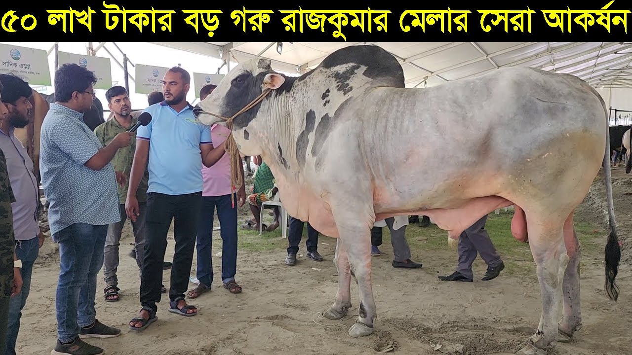 50 লাখ টাকার বড় গরু রাজকুমার ঢাকার গরু মেলার মাঠ কাঁপাচ্ছে Goru mela ...