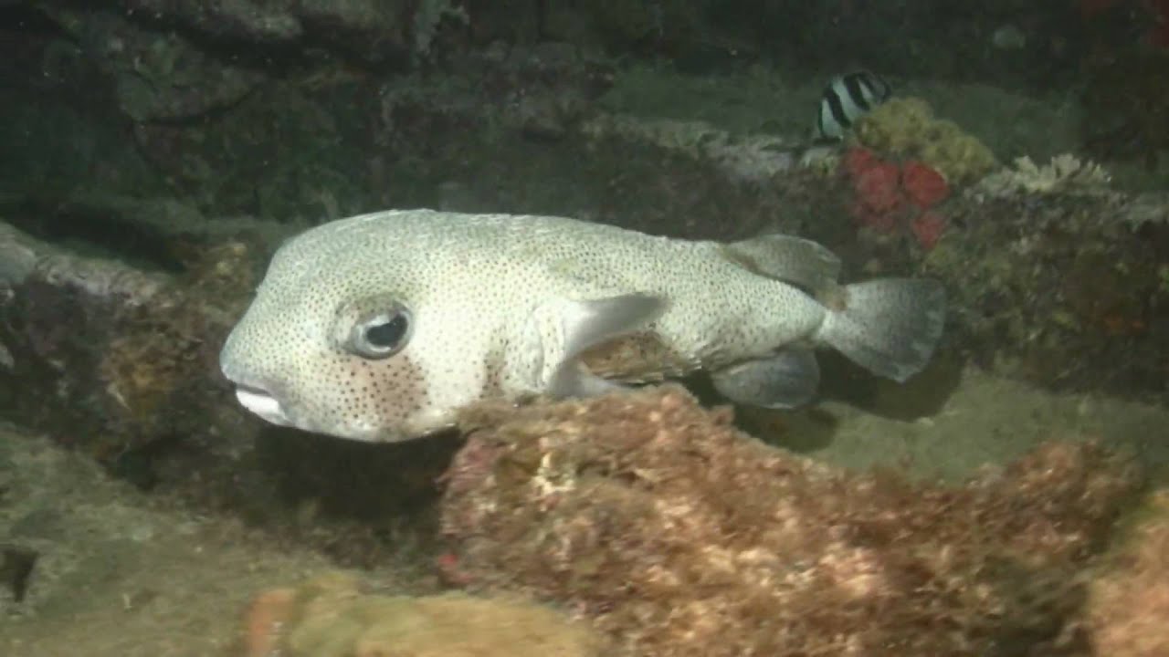 Aruba Giant Porcupine Fish - YouTube
