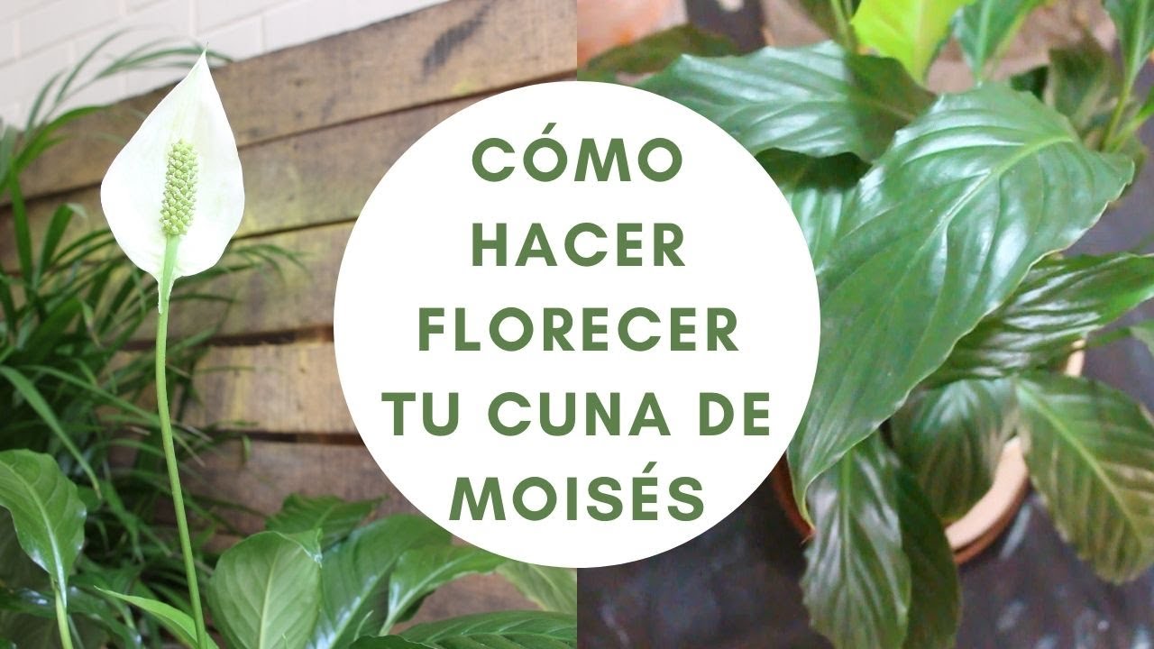 Tutorial - Cómo hacer florecer una Cuna de Moisés - Spathiphyllum - YouTube