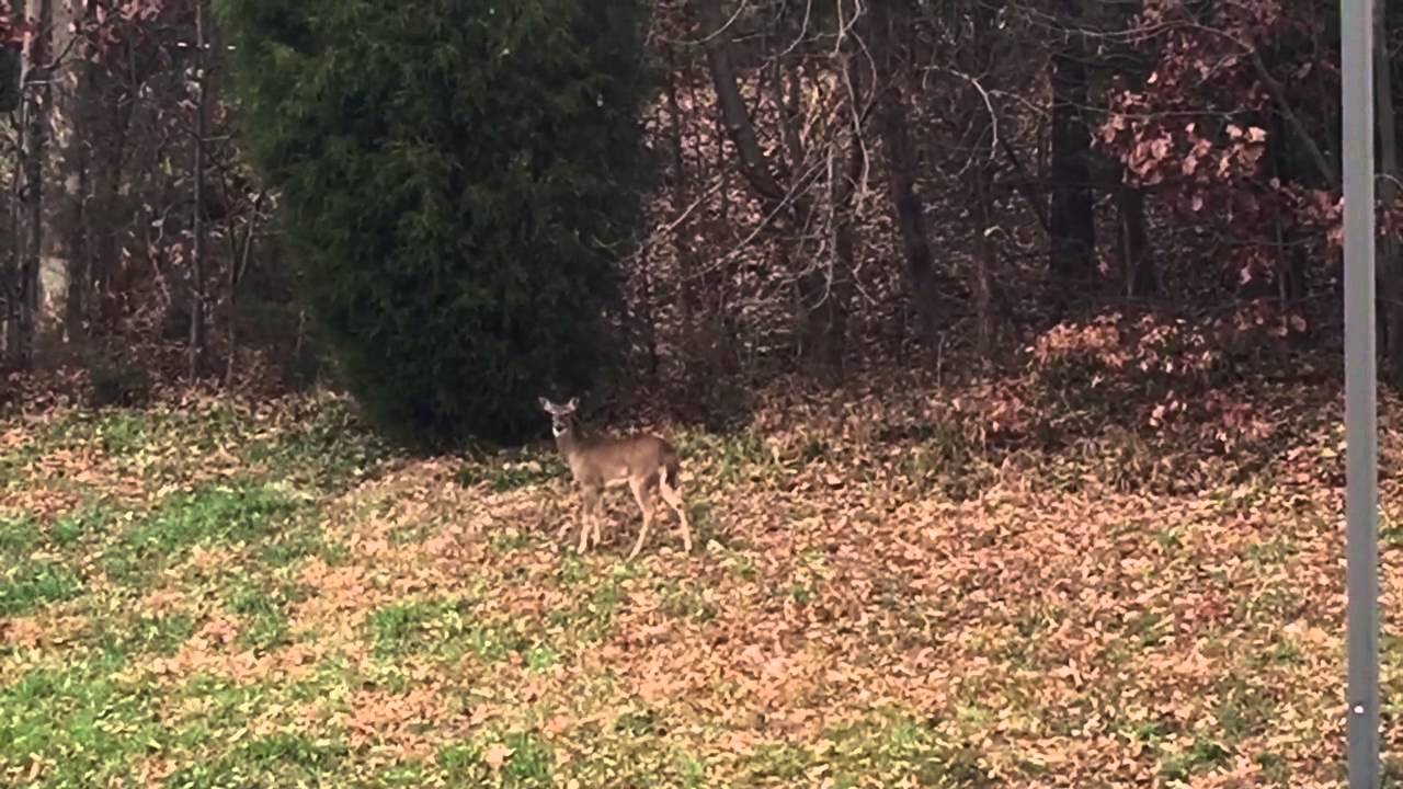Squeaking at a deer - YouTube