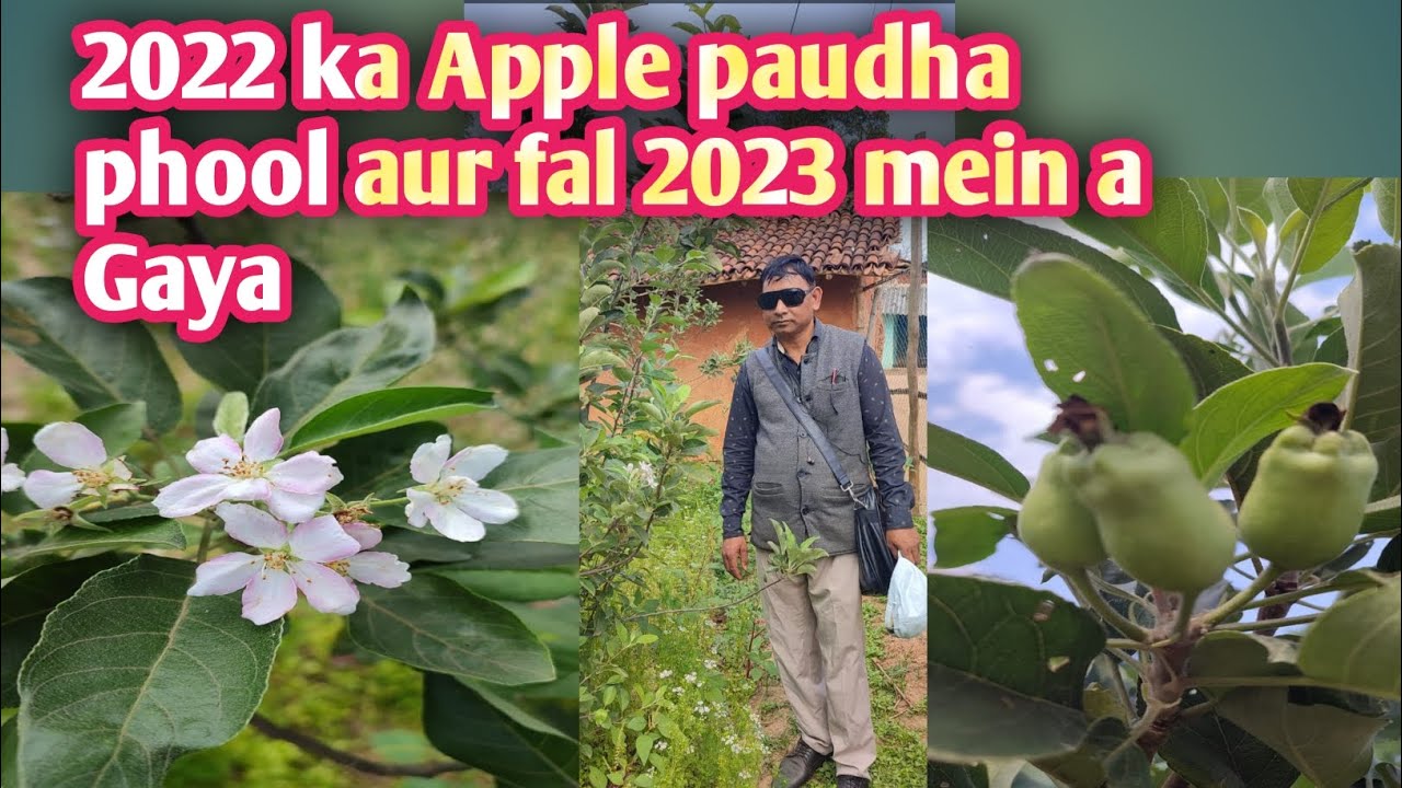 Sode aur Khatkhura gaon mein Apple paudha - YouTube