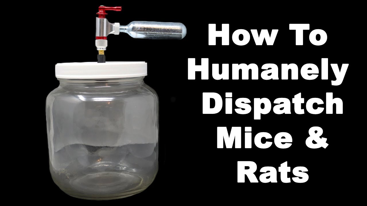 How To Humanely Dispatch Invasive Mice & Rats. Mousetrap Monday - YouTube