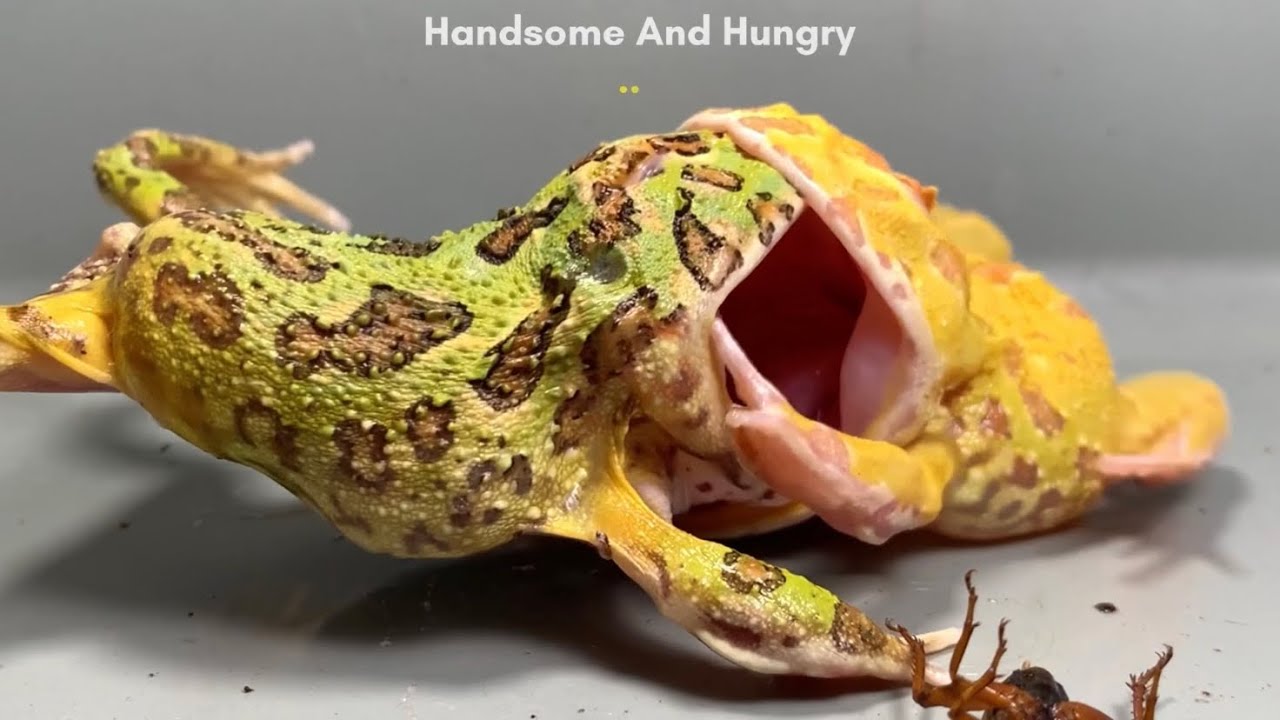 When 2 Hungry Pacman Frogs Argue 🐸 (Frog And Toad) - YouTube