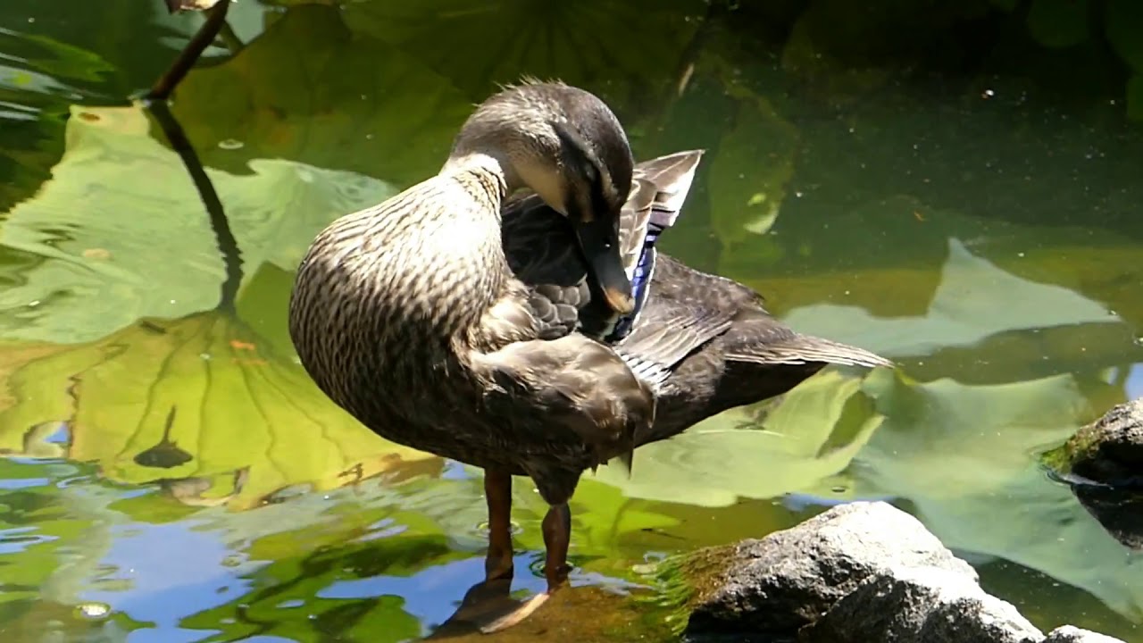 Chinese Pond Turtle & Eastern Spot-billed Ducks Rest on Pond Rocks in ...