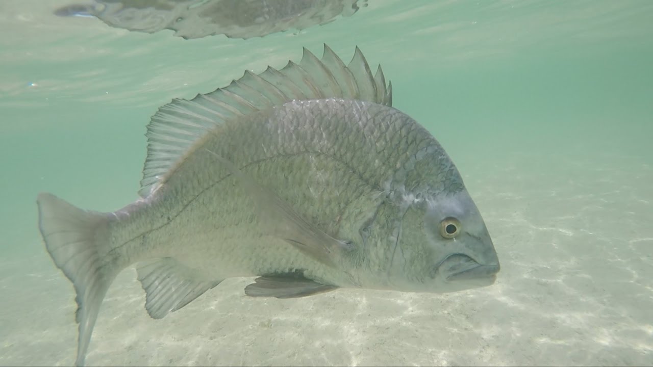 Fly Fishing UAE, Dubai - Fly Fishing Bream - YouTube