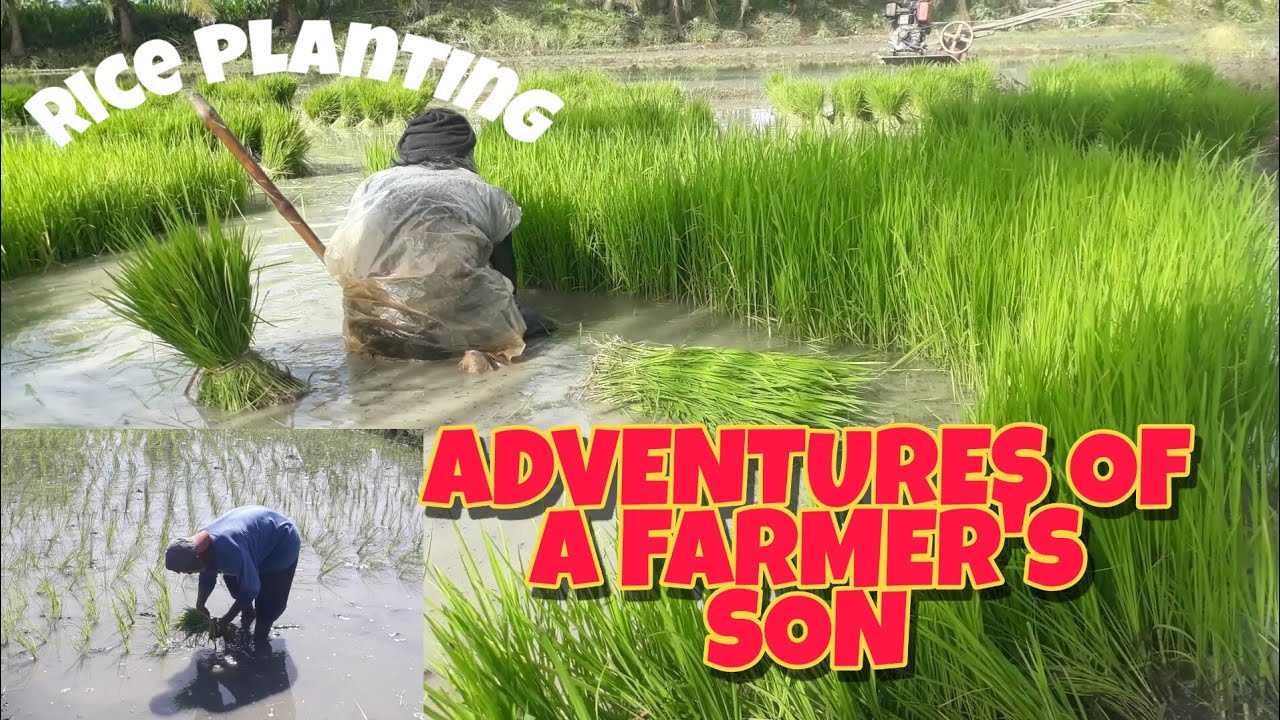 Rice Farming - Paano nga ba magtanim ng palay / Complete Guide of ...