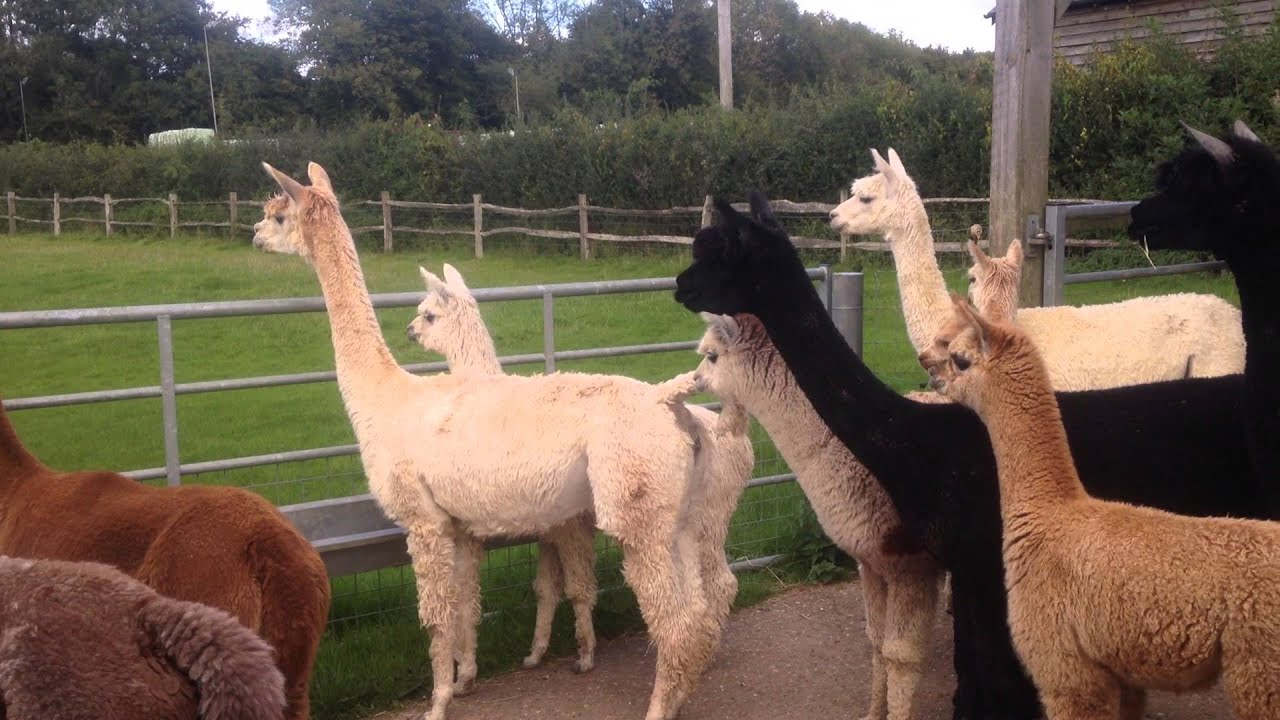 Alpaca alarm call - YouTube