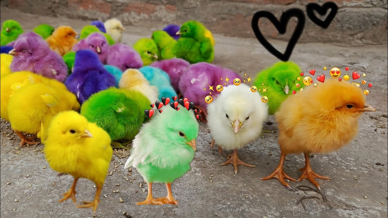 white yellow green pink orange blue color chicks hen chicks zoo house 🏡 ...
