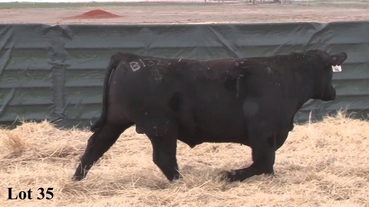 Lot 35 - YouTube