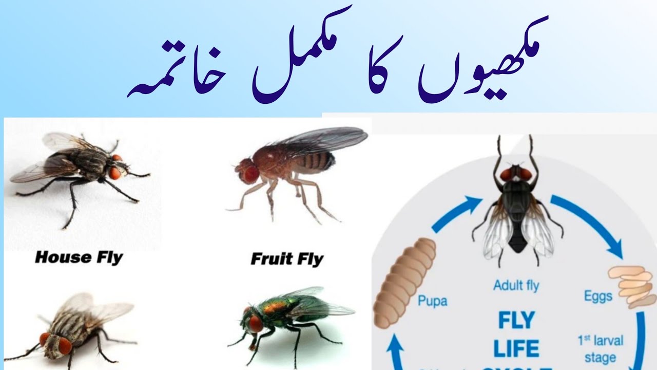 Fly control in Animal shed and its control - YouTube