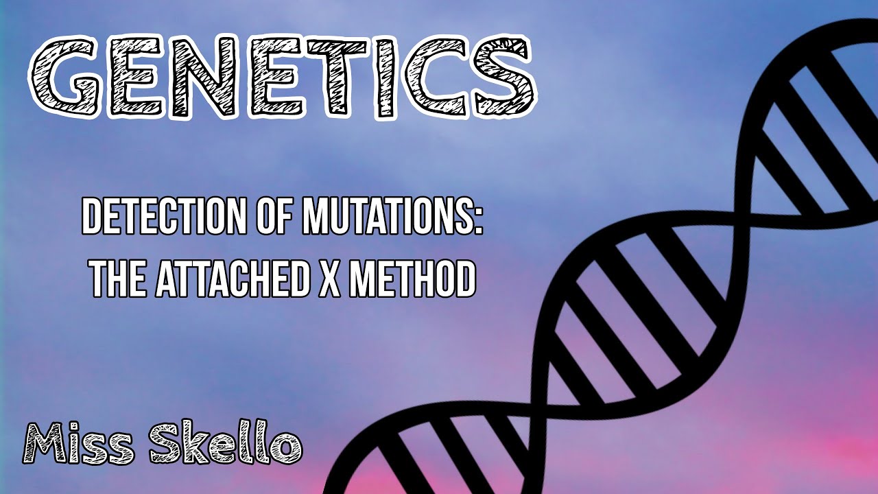 Attached X Method For Mutation Detection Sex Linked Visible Mutation