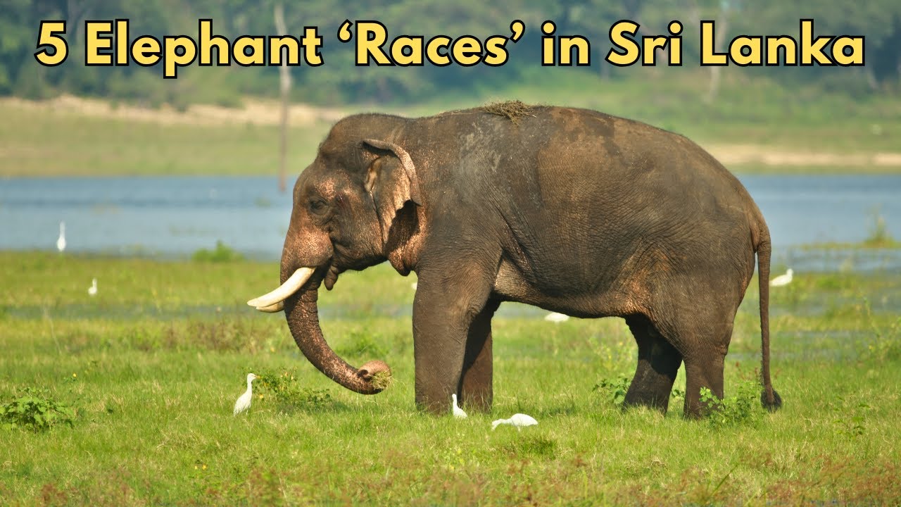5 Elephant Races in Sri Lanka - YouTube