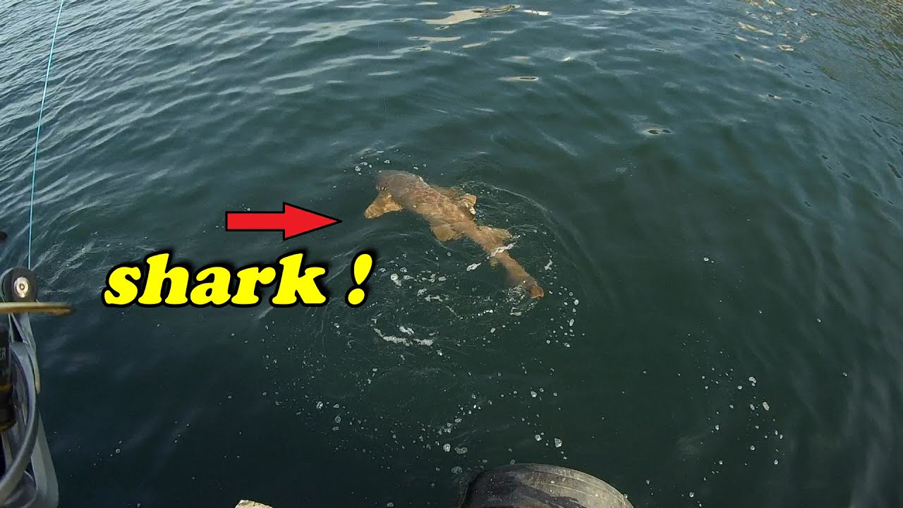 Snapper fishing on the Jetty and this happend!! 🇯🇲 - YouTube