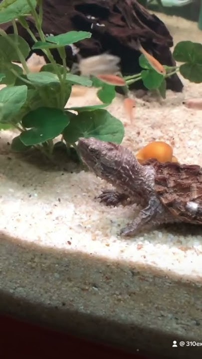 alligator snapping turtle feeding‼️😱🤯 #reptiles #feeding #pets #turtle ...