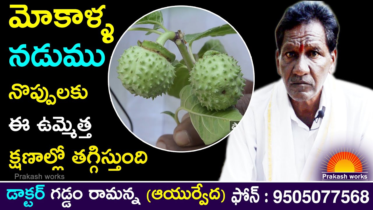 Ummetta Health Benefits | Village Ayurvedic Plants | Dr. Gaddam Ramanna ...