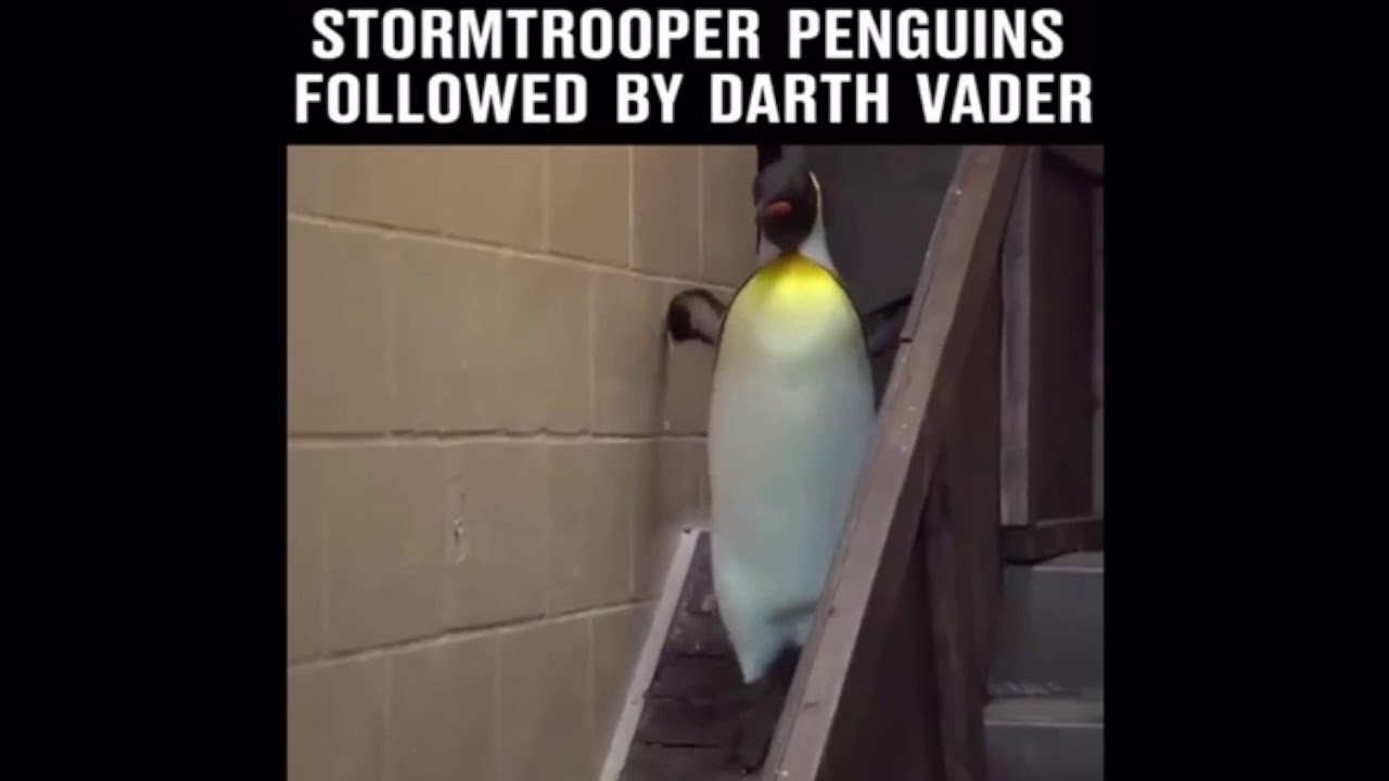 Darth Penguin - YouTube