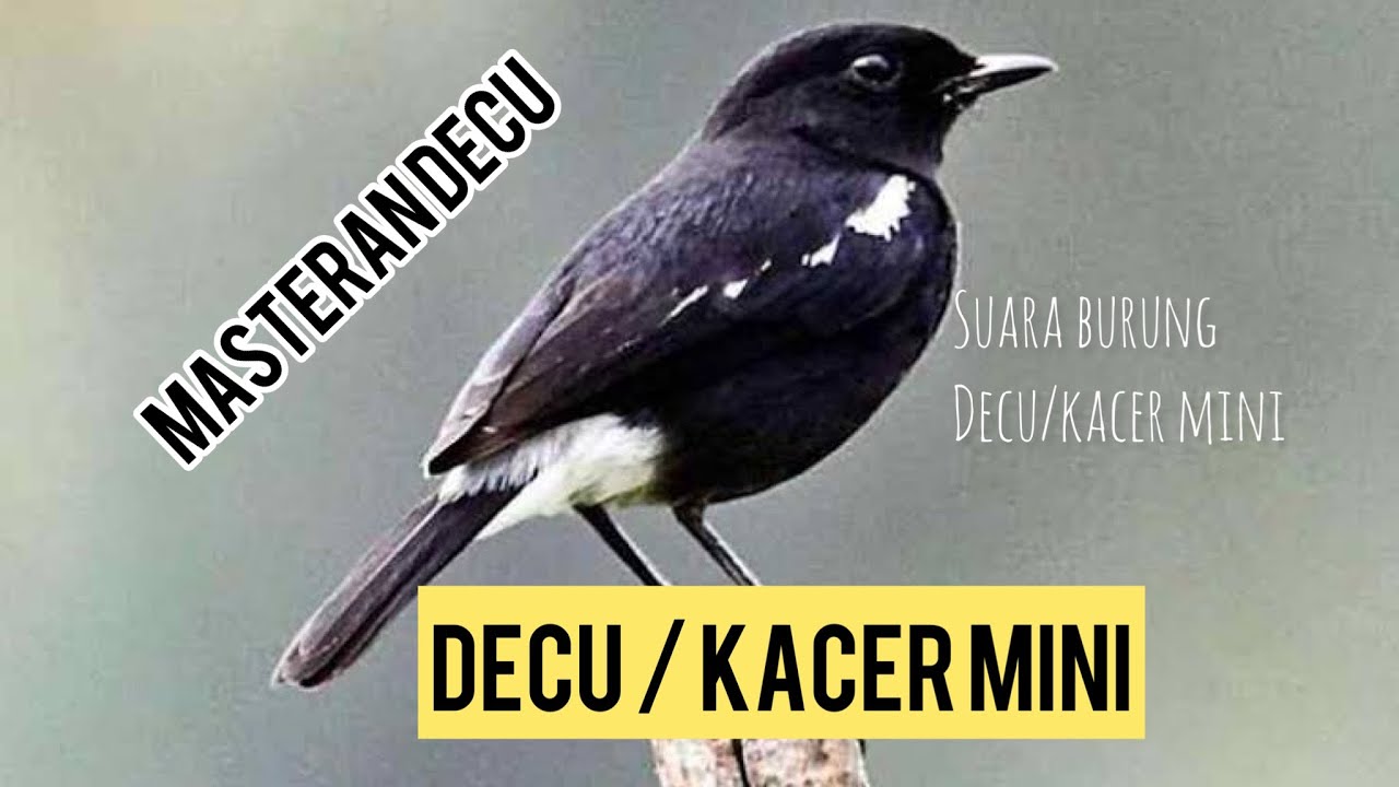 Masteran Decu gacor variasi || kacer mini || burung decu bunyi durasi ...