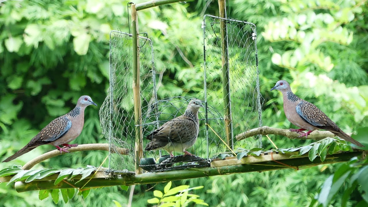 New Creative Dove Trap Technique - Easy Unique Dove Traps With Nets ...