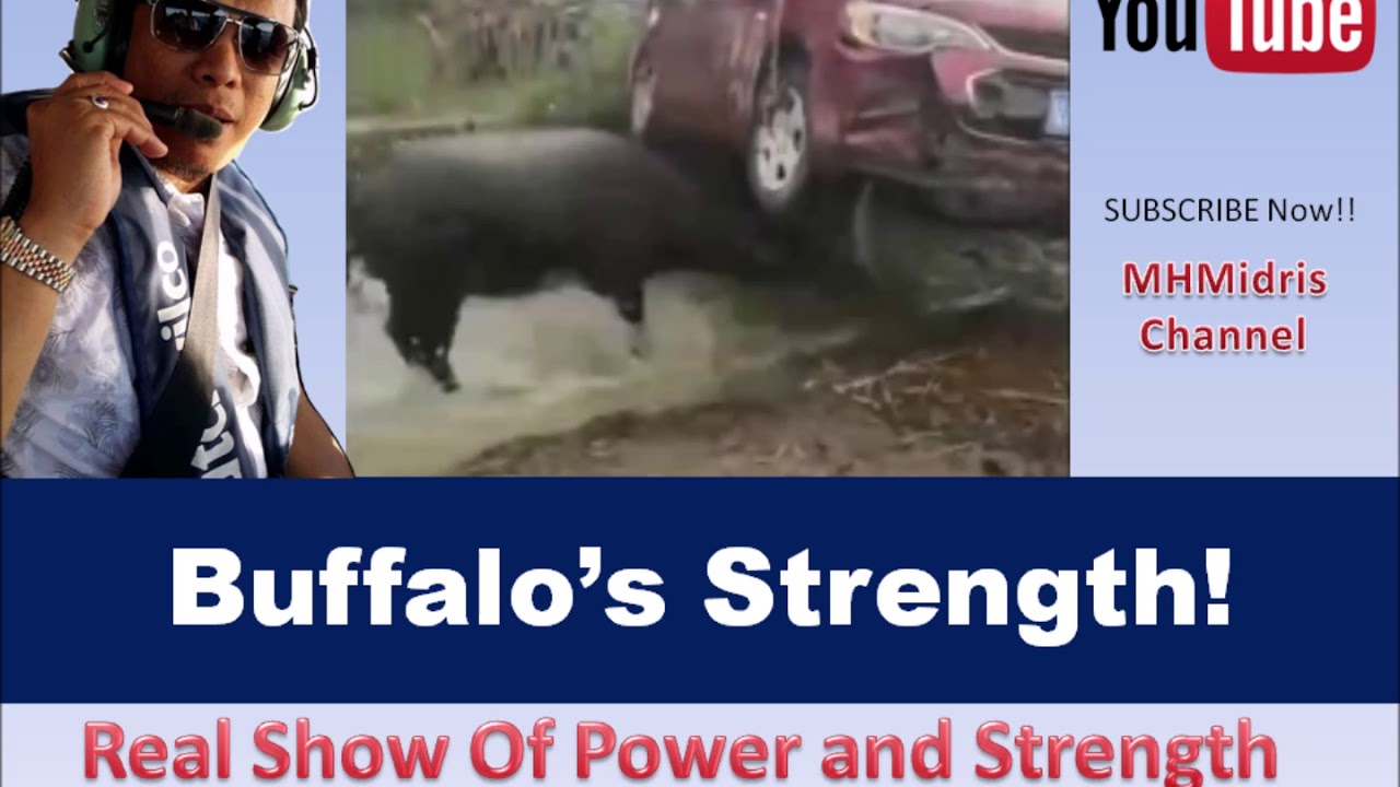 Buffalo's Strength - Real Strength Shown...Must Watch! - YouTube
