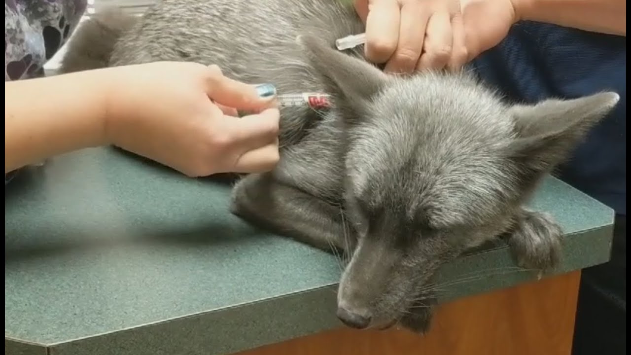 Nooooo! Pet Fox Trip to the Vet 💩🤢 Home for a Bath - YouTube