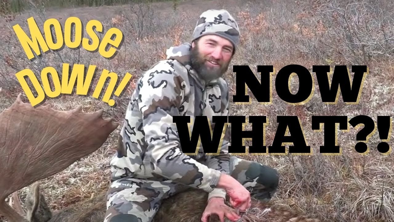 How To Butcher a Moose, 25 year Alaska Hunting Guide offers ...
