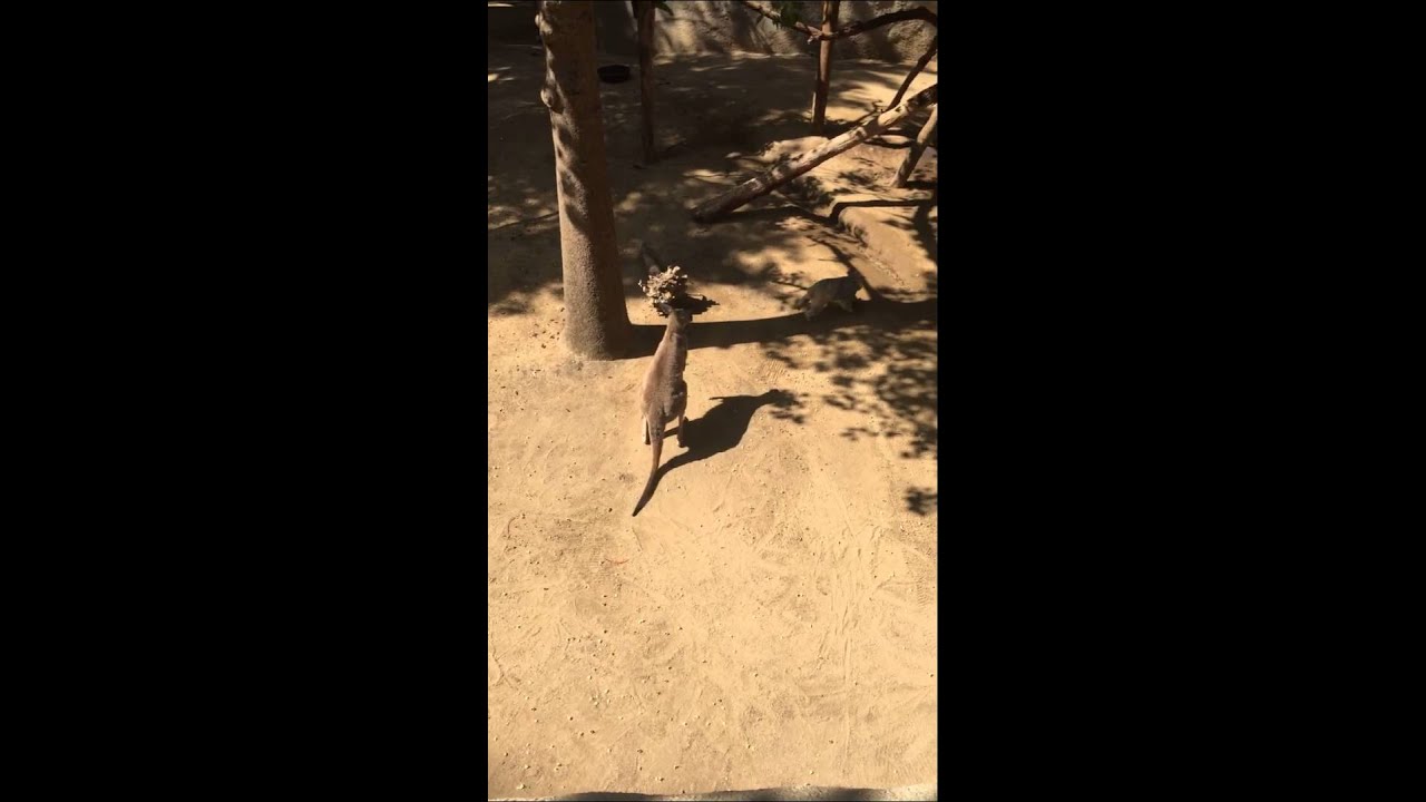 Kangaroo kicks Koala - YouTube