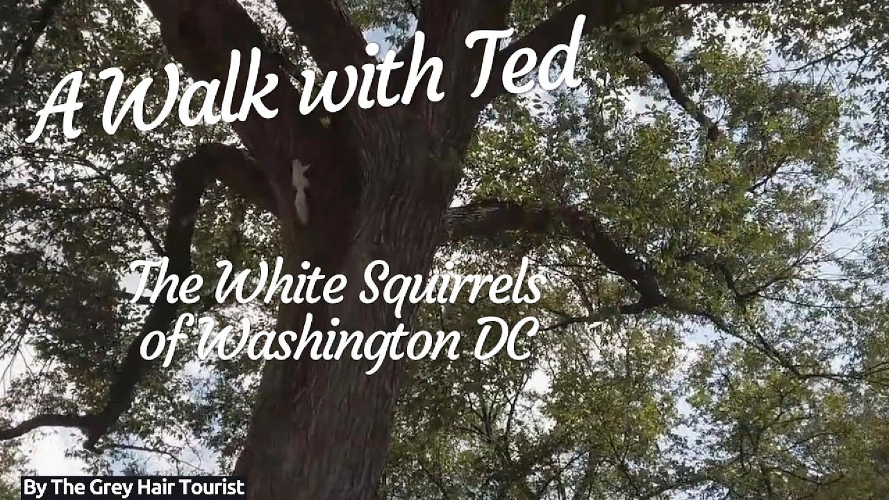 The White Squirrels of Washington DC with Lyn and Ted Filmed by A Walk ...