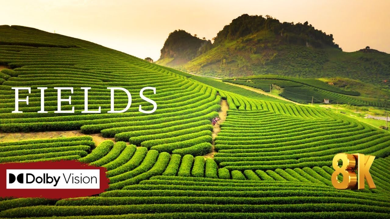 Amazing FIELDS Of The World /DOLBY VISION - YouTube