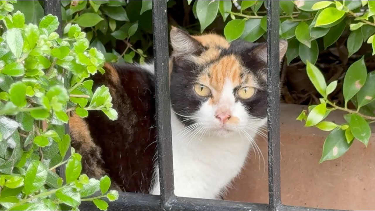 Visiting cats in my neighbourhood - YouTube