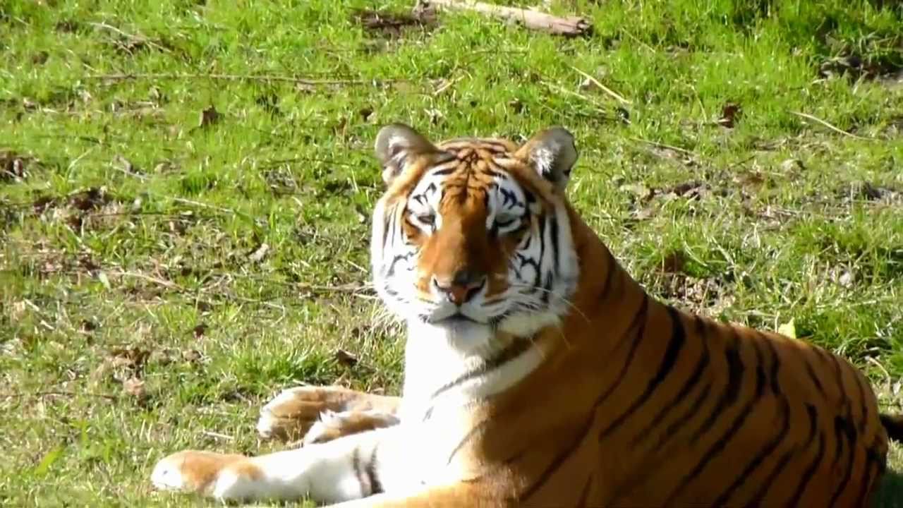 Parque Temaiken (Argentina) 2011 - YouTube