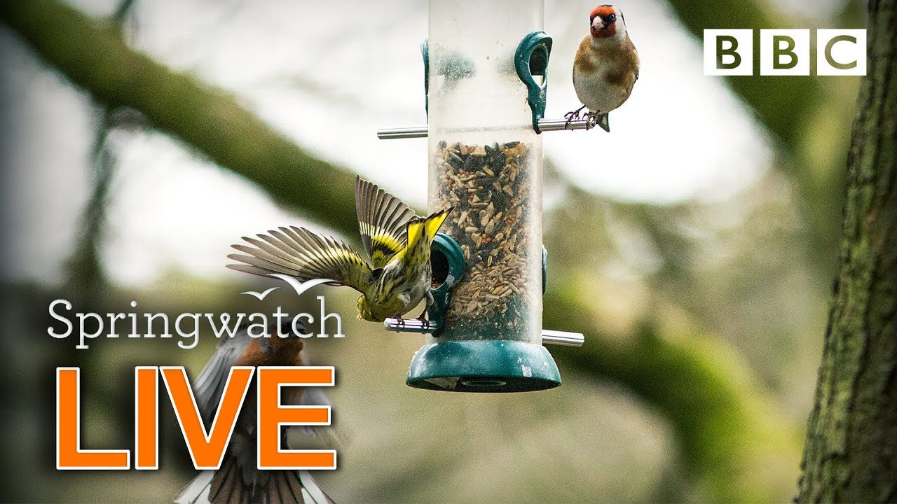 Cute wildlife cams 8 June 🐦🐿 🦆 | BBC Springwatch - YouTube