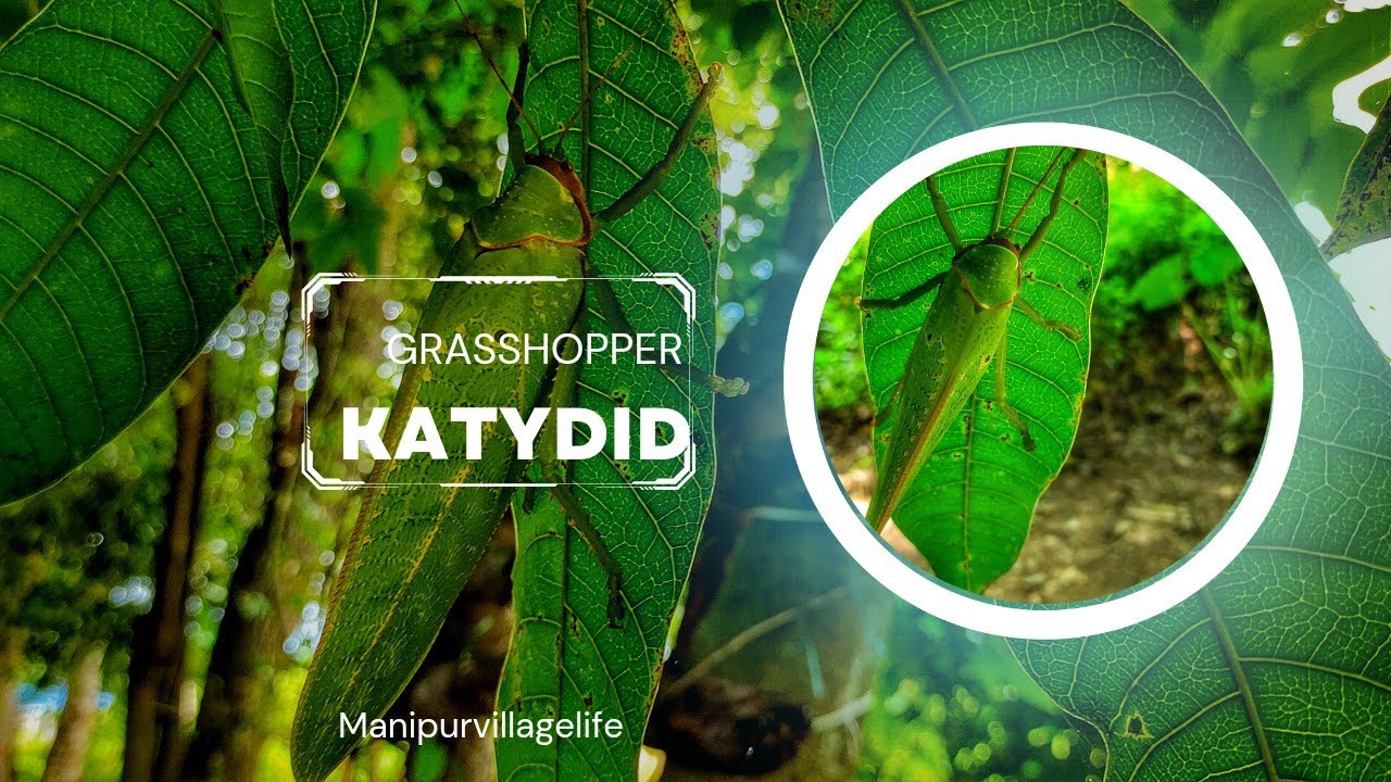 Giant false leaf katydid | Katydid found in Manipur | Katydid giant ...