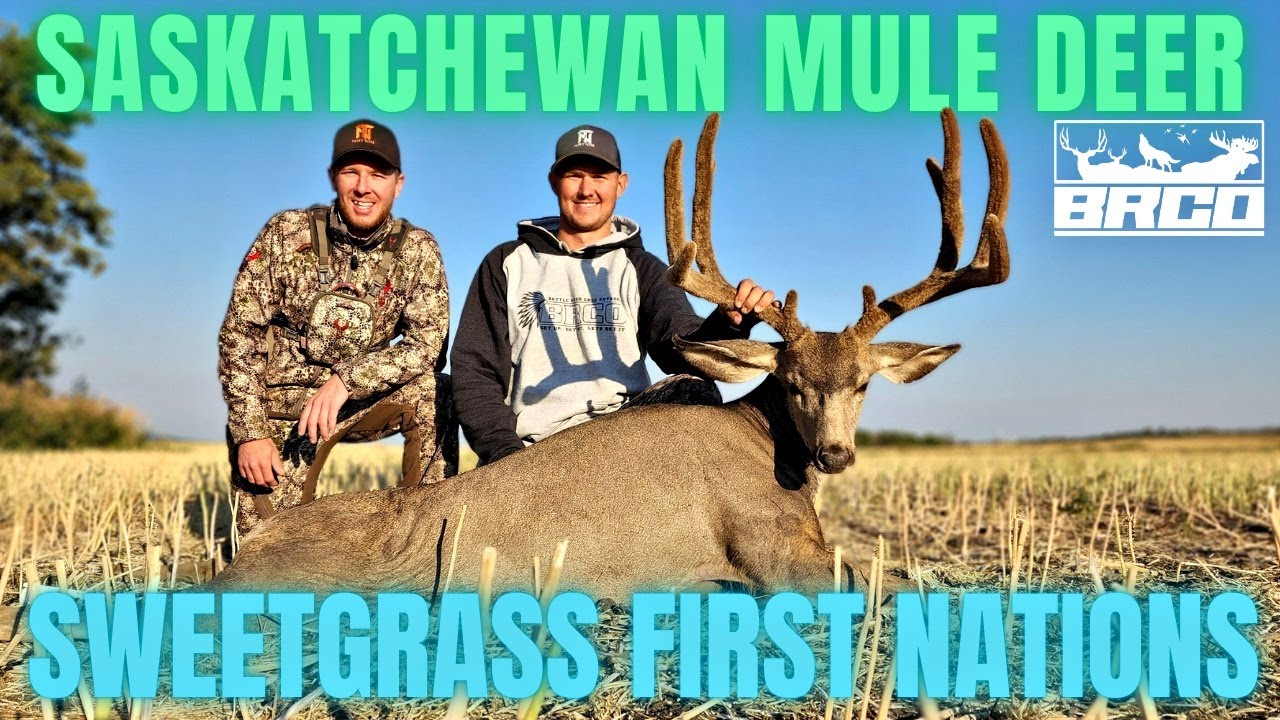 Huge Velvet Buck Down on Sweetgrass First Nations | Saskatchewan Mule ...