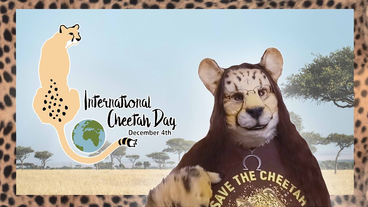 Happy International Cheetah Day 2023! - YouTube