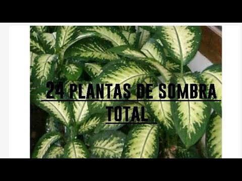 •PLANTAS DE SOMBRA TOTAL PARA DECORAR SUA CASA. - YouTube