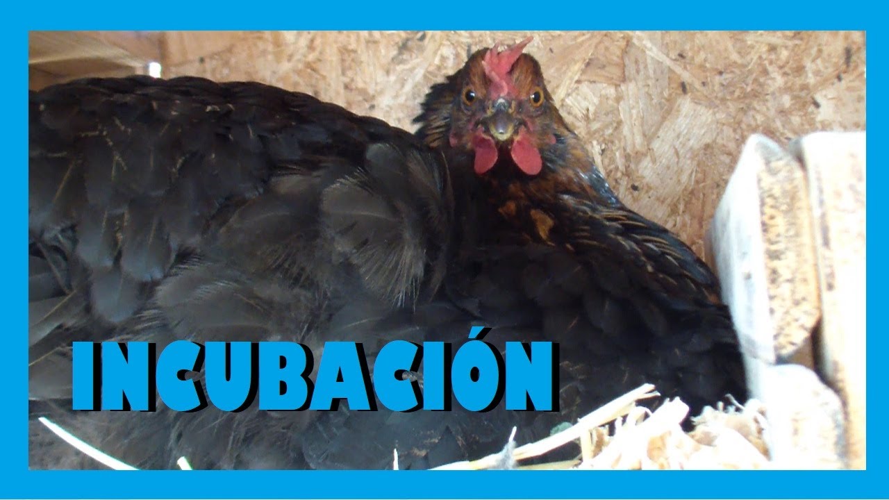 INCUBANDO LOS HUEVOS. QUINTO DÍA .PROGRESO DE INCUBACIÓN NATURAL DE LOS ...