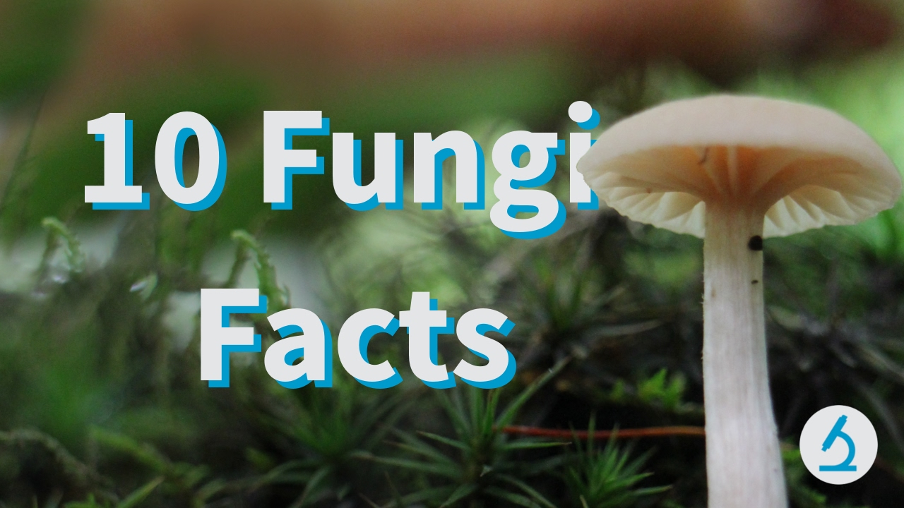 10 Fantastic Fungi Facts YouTube 10-fantastic-fungi-facts-youtube