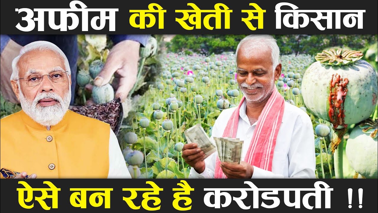 यहाँ अफीम की खेती से किसान कमा रहे हैं करोड़ों रूपये, केंद्र ने क्यों ...