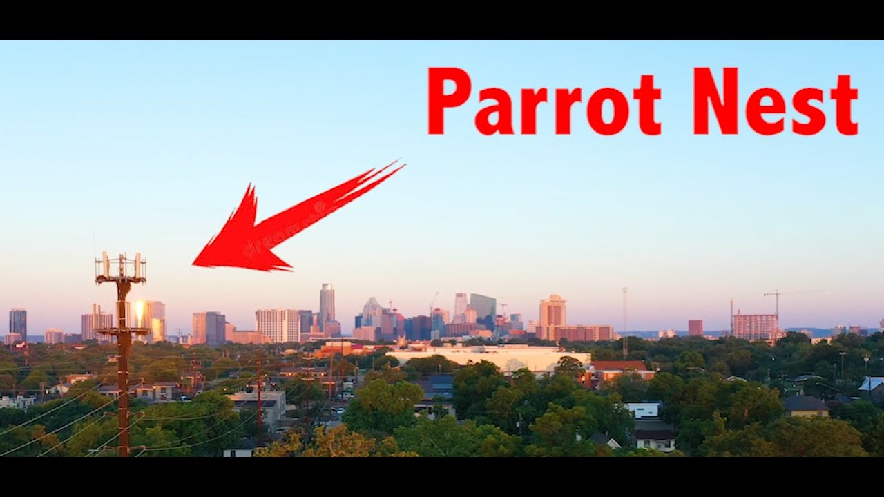 Wild Parrots in Austin Texas?! (Cinematic Drone Shots of Parrot Nests ...