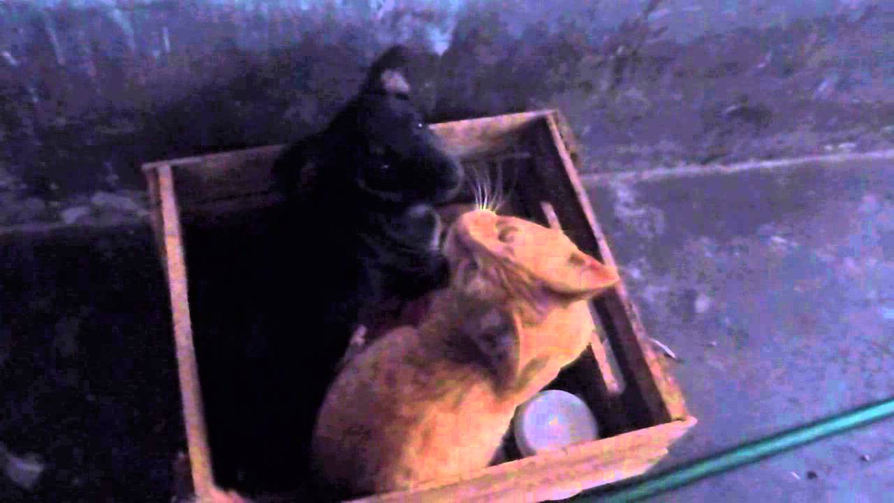Gato hace callar a perro - YouTube