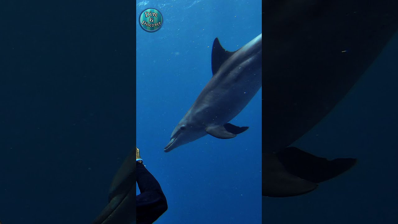 GoPro: Swimming with Dolphins in the Ocean | #Shorts 6 [0:24] - YouTube