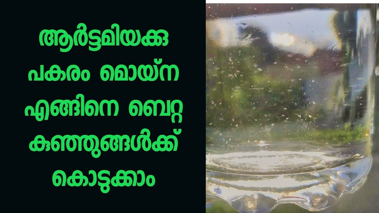 ബെറ്റ കുഞ്ഞുങ്ങൾക്ക് മൊയ്‌ന എങ്ങിനെ കൊടുക്കാം | how to feed moina for ...