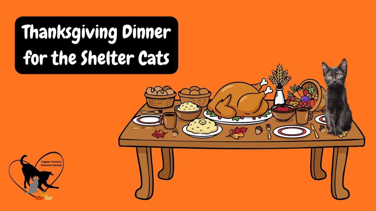 Thanksgiving Dinner for the Shelter Cats - YouTube