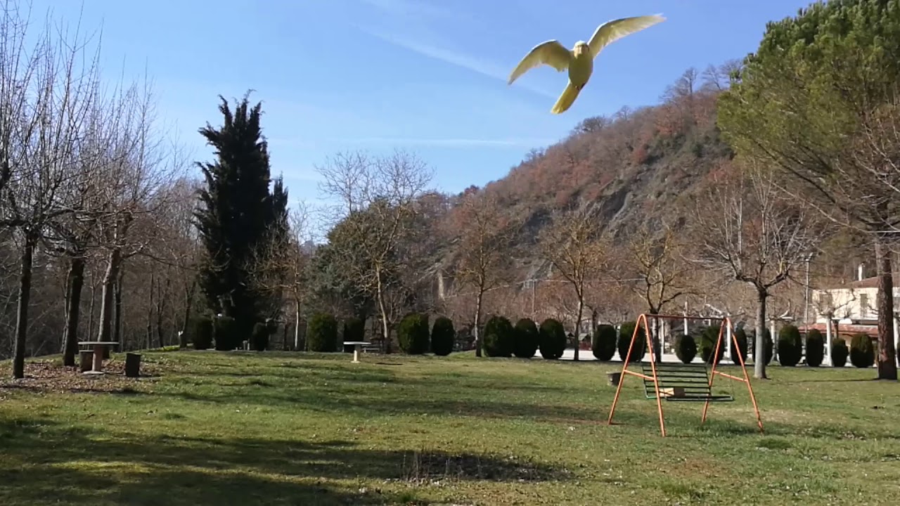 Kiki (calopsite) volo libero al Sasso, Città di Castello. - YouTube