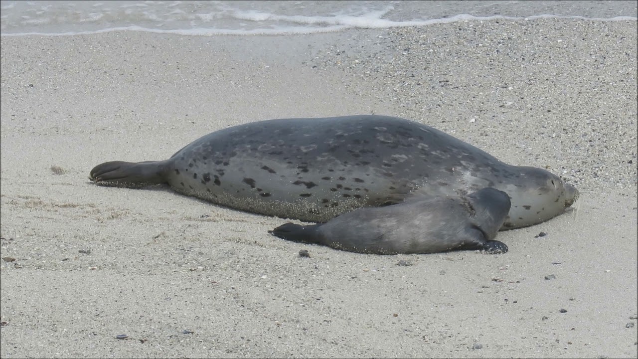 A Few Moments in the First Four Hours of a Harbor Seal Pup's Life - YouTube
