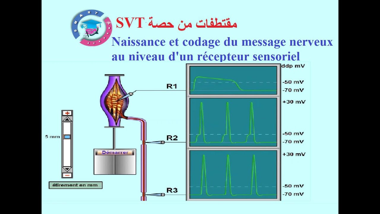 |SVT BAC| : Naissance et codage du message nerveux au niveau d'un ...