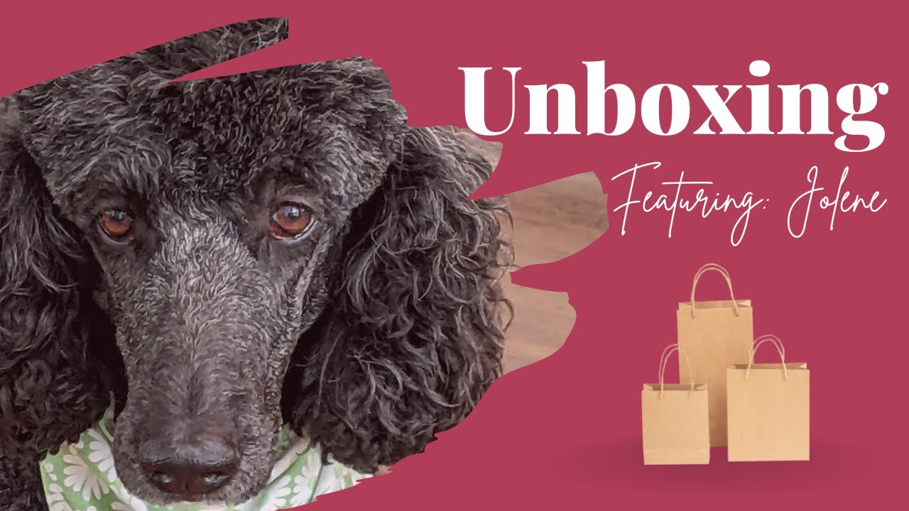 A pretty uneventful boxing ft. Jolene the dog! - YouTube