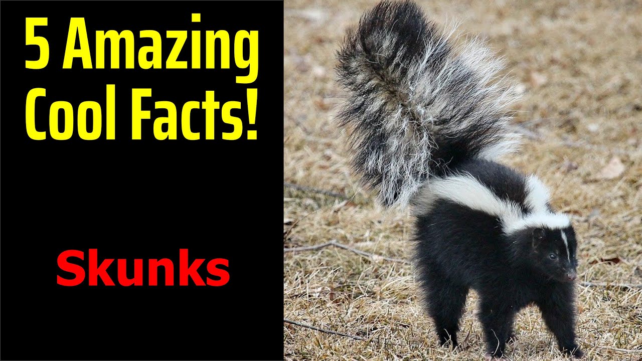 5 Fascinating Facts About Skunks - YouTube