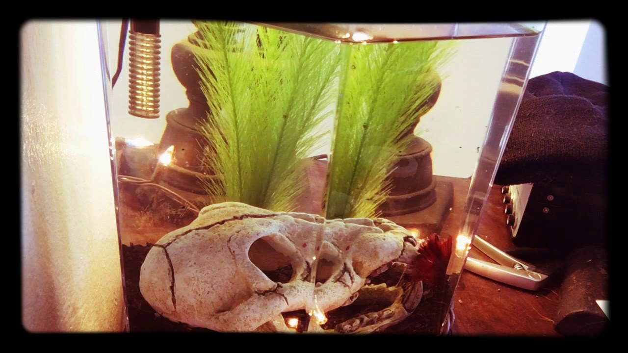 Sleepy Loopy Improv Jams Featuring Junkrat - YouTube